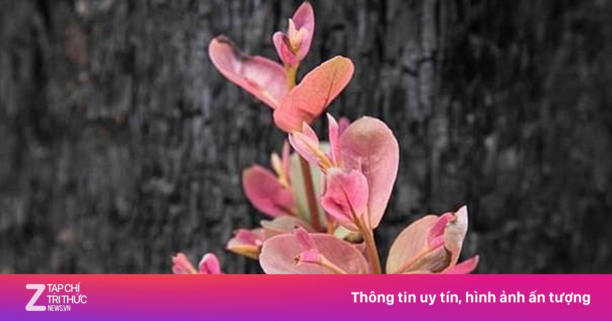 Những cơn đau nơi cuối rễ đầu cành - Tác giả - ZNEWS.VN