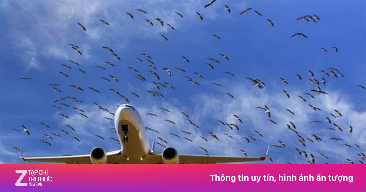 Máy bay hư hỏng liên tục vì gần 100 lần va phải chim - Xã hội - ZNEWS.VN