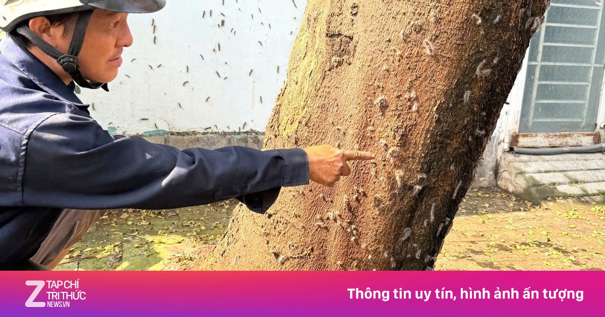 Sâu róm bò lúc nhúc vào nhà dân ở TP.HCM, bác sĩ cảnh báo | Znews.vn