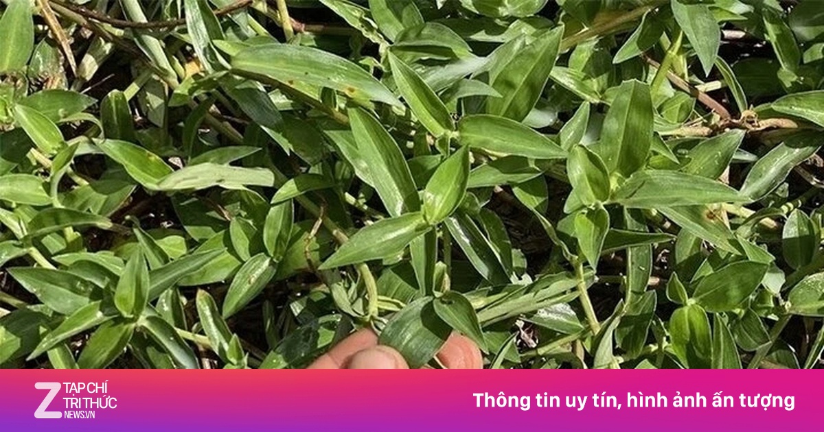 Tác dụng đặc biệt của rau trai ít người biết | Znews.vn