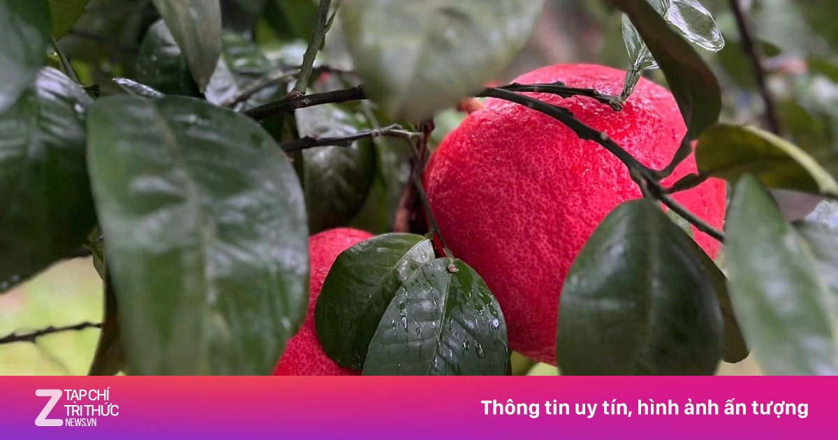 Bưởi đỏ 'tiến vua' tăng giá trước Tết - Kinh doanh - ZNEWS.VN