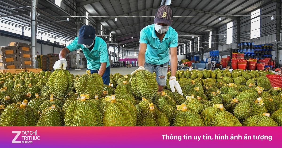 'Vua trái cây' sầu riêng trở lại, xuất khẩu rau quả phục hồi - Nông ...