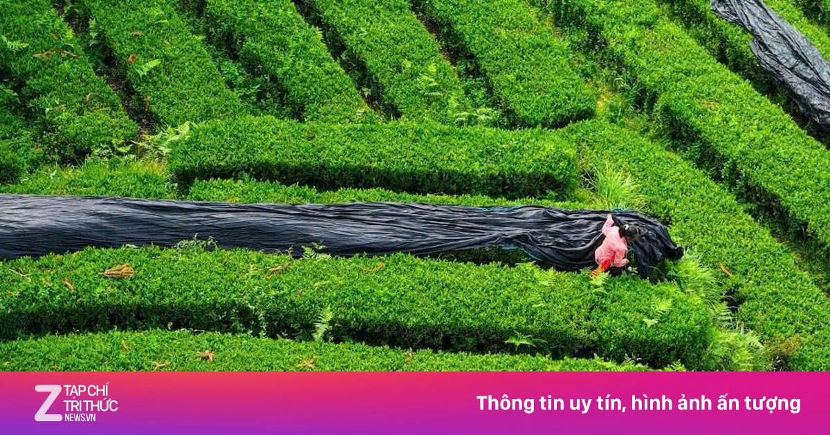 Trung Quốc nhảy vào cuộc đấu matcha - Kinh doanh - ZNEWS.VN