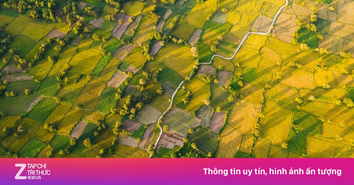 Đồng lúa An Giang 'dát vàng' mùa gặt | Znews.vn