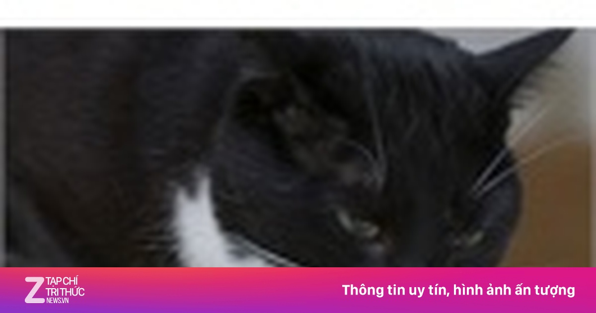 Mèo cũng… ăn chay | Znews.vn