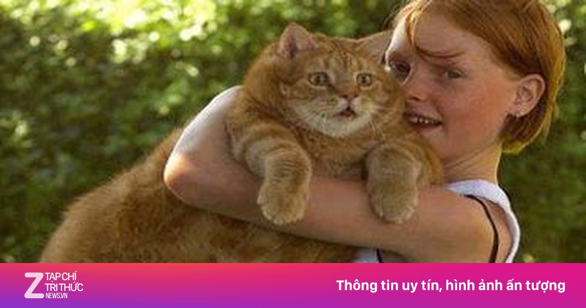 10 chú mèo béo nhất thế giới - Chuyện lạ - ZNEWS.VN