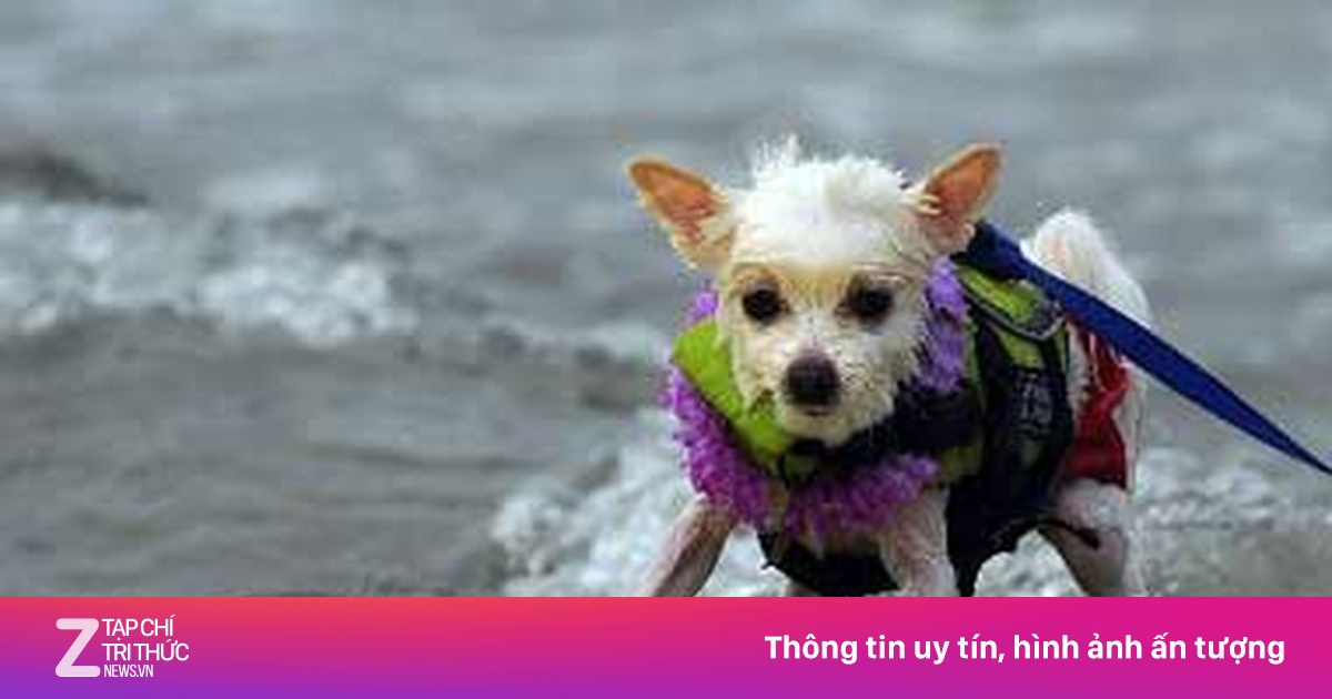 Ngày hội lướt ván cho… chó - Chuyện lạ - ZNEWS.VN