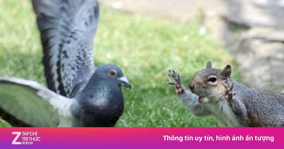 Sóc xám đại chiến bồ câu - Chuyện lạ - ZNEWS.VN