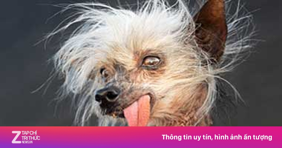 Chó xấu xí nhất thế giới qua đời - Chuyện lạ - ZNEWS.VN