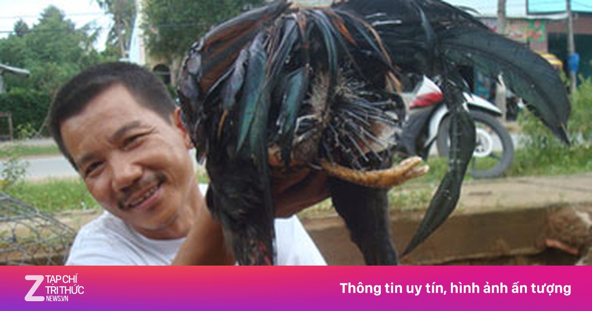Chú gà trống ba chân - Chuyện lạ - ZNEWS.VN