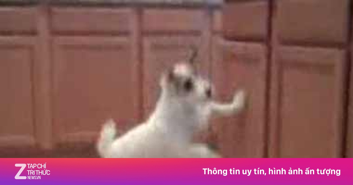 Chú chó 'cực' khôn - Chuyện lạ - ZNEWS.VN