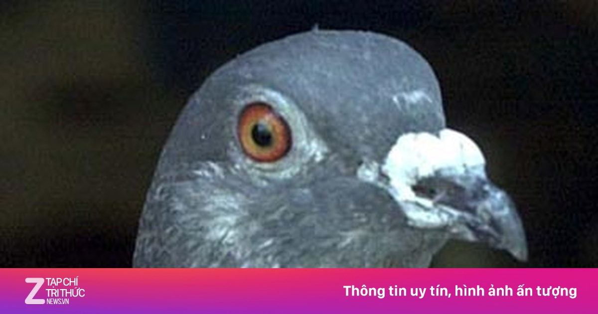 Dùng chim bồ câu vận chuyển ma túy - Thế giới - ZNEWS.VN