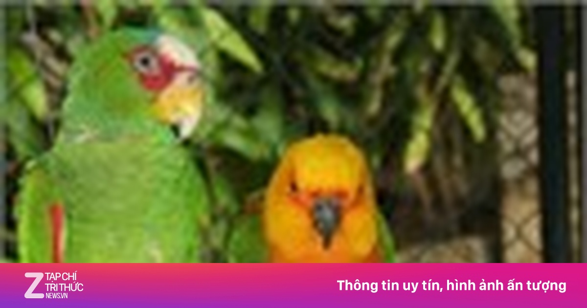 Phóng dao vào… chim két - Phim ảnh - ZNEWS.VN