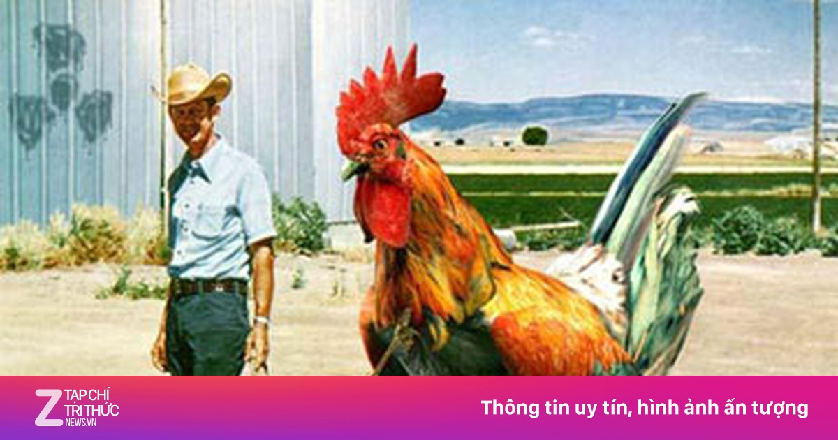 Luật cấm gà trống 'âu yếm' gà mái - Chuyện lạ - ZNEWS.VN