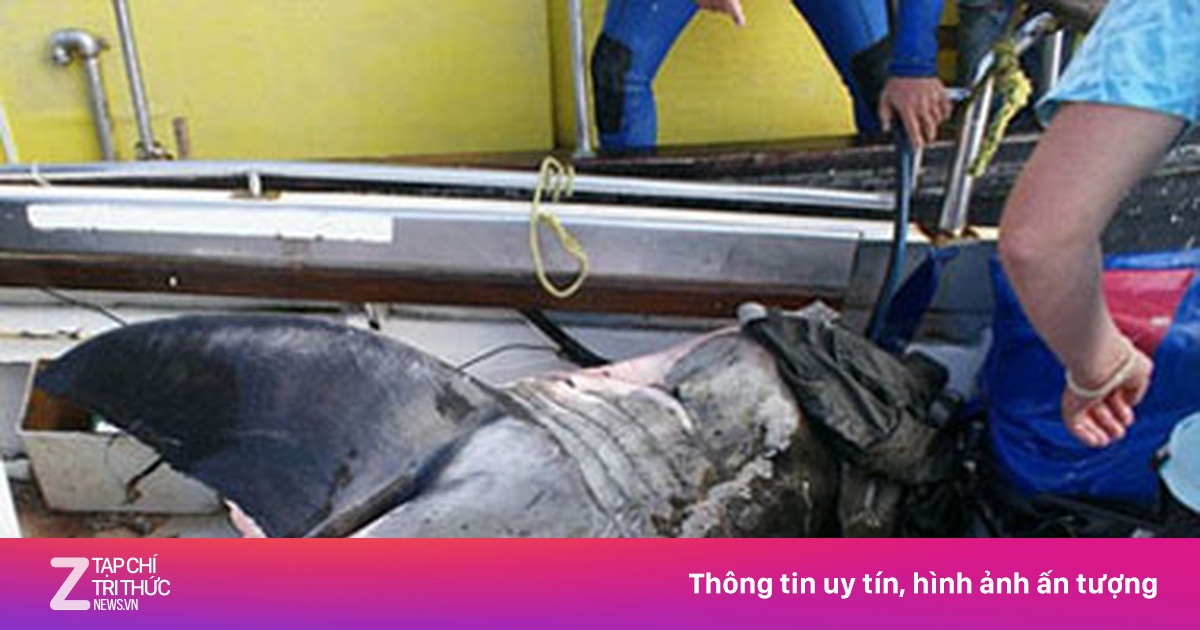 'Sát thủ' cá mập trắng lao lên thuyền | Znews.vn