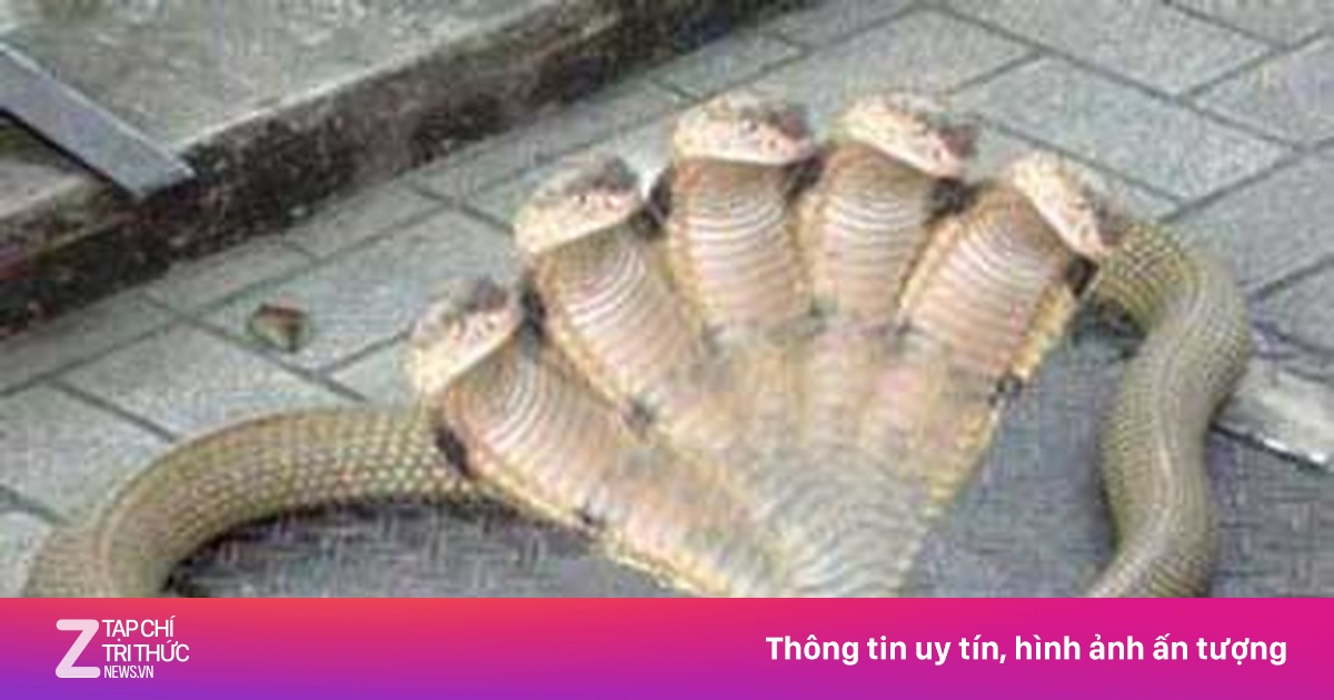 Rắn 5 đầu ở Ấn Độ là sản phẩm của Photoshop - Chuyện lạ - ZNEWS.VN