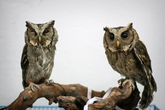 100.000 đồng một con cú mèo ở Hà Nội - Kinh doanh - ZNEWS.VN