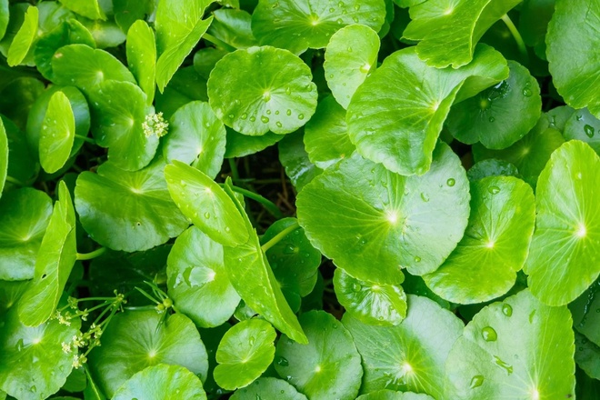 Tác dụng bất ngờ của rau má | VOZ