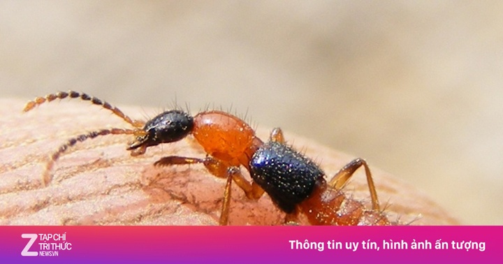 noc doc cua ran - Tin tức tức online 24h về nọc độc của rắn - ZNEWS.VN