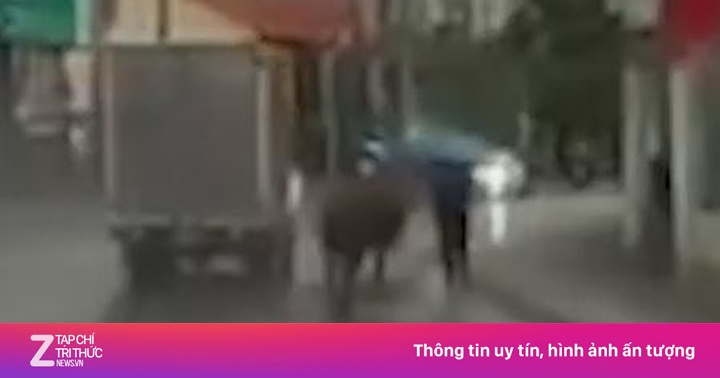 trau dien quang ninh - Tin tức tức online 24h về trâu điên quảng ninh ...